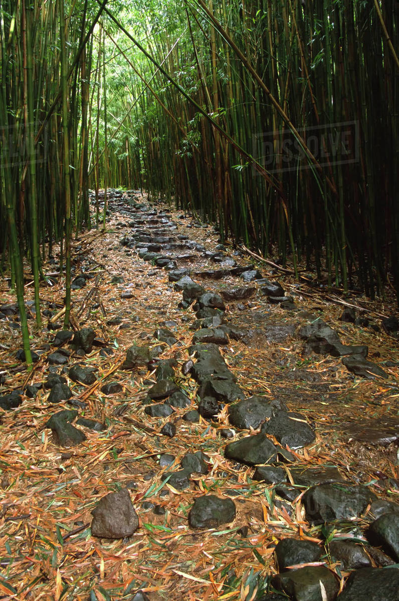 North America; USA; Hawaii; Maui. Bamboo forest on the Waimoku Falls ...
