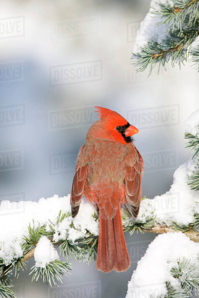 Northern Cardinal (Cardinalis cardinalis) male on Blue Atlas Cedar ...