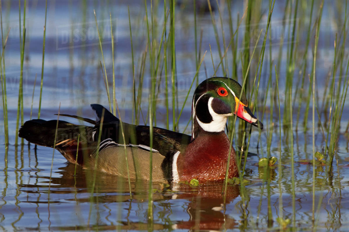 Wood Duck (Aix sponsa) male in wetland, Marion, Illinois, USA ...