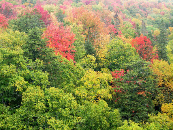 USA, Michigan, Upper Peninsula. Valley below the Cut River Bridge with ...
