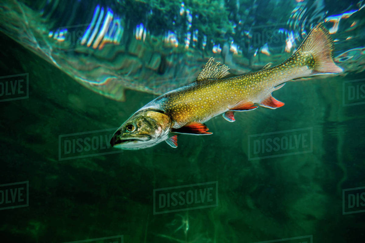 Lake trout (Salvelinus namaycush) swimming near surface of Emerald Lake ...