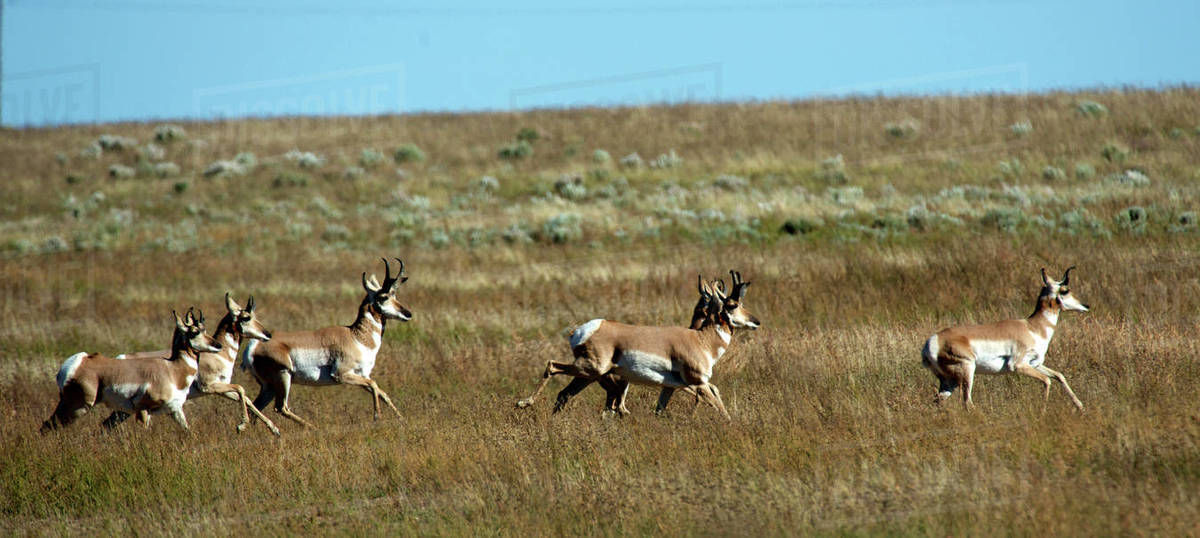 Pronghorns (Antilocapra Americana) migrating through a sagebrush ...