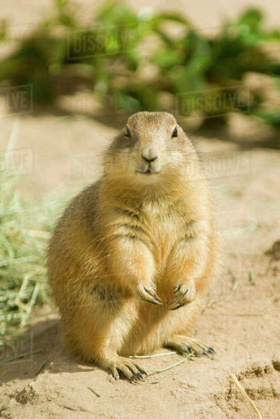 Portly Prairie Dog (Cynomys) poses. Captive - Royalty-free Stock Photo ...