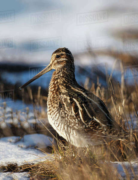 USA, Oregon, Baskett Slough National Wildlife Refuge, Wilson's Snipe ...