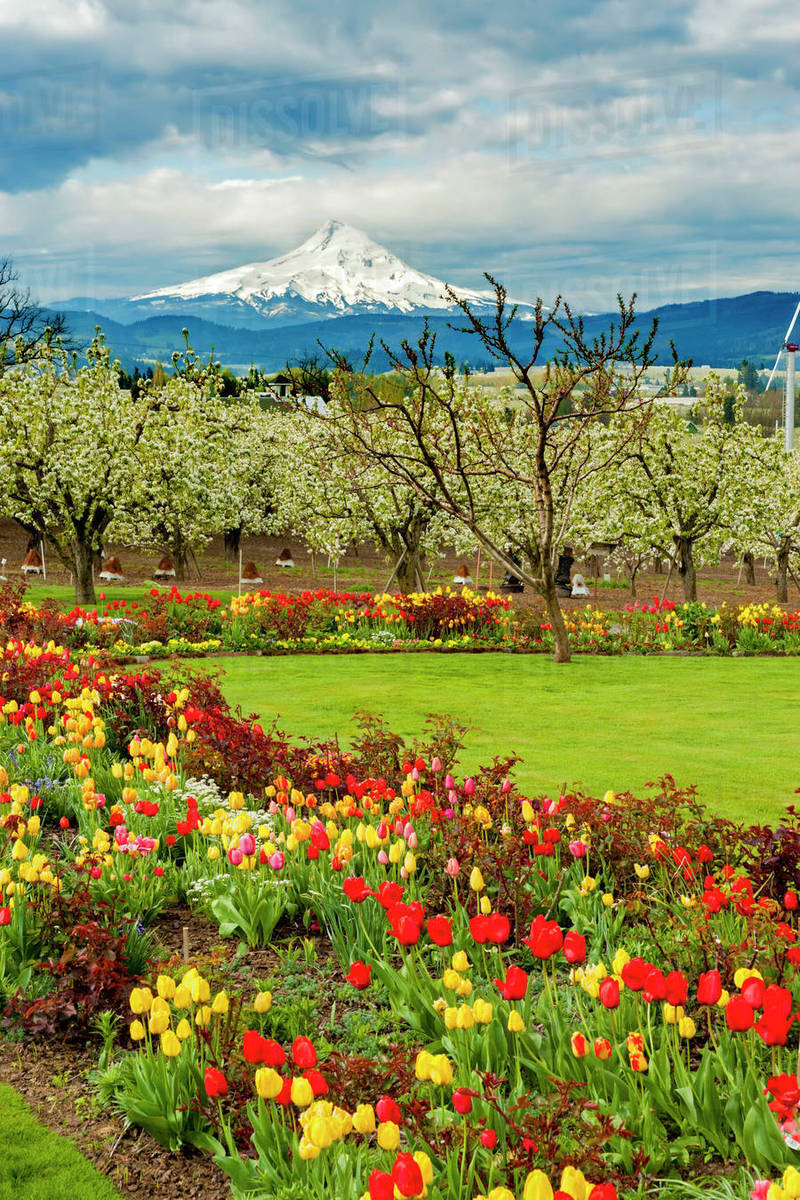 USA, Oregon, Hood River. Mt. Hood looms over spring flowers and apple ...