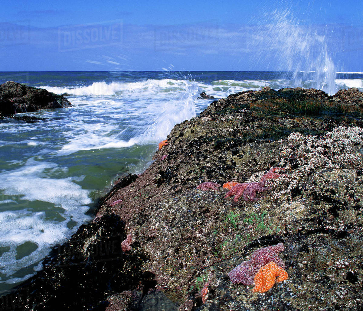 USA, Oregon, Nepture SP. Brilliant orange starfish stand out among the ...
