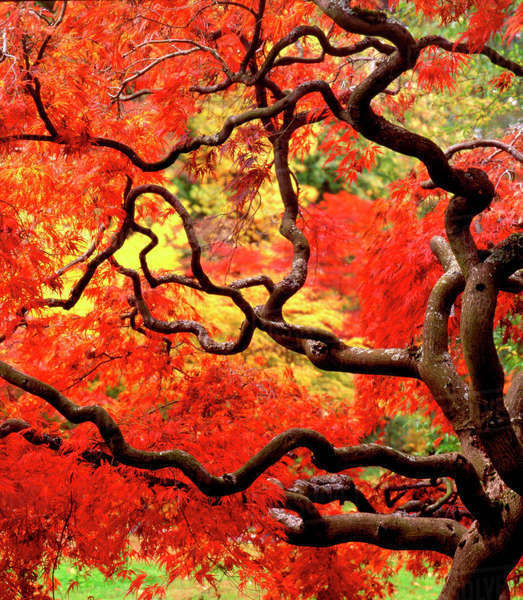 USA, Washington State, Seattle. Japanese maple tree (Acer palmatum ...