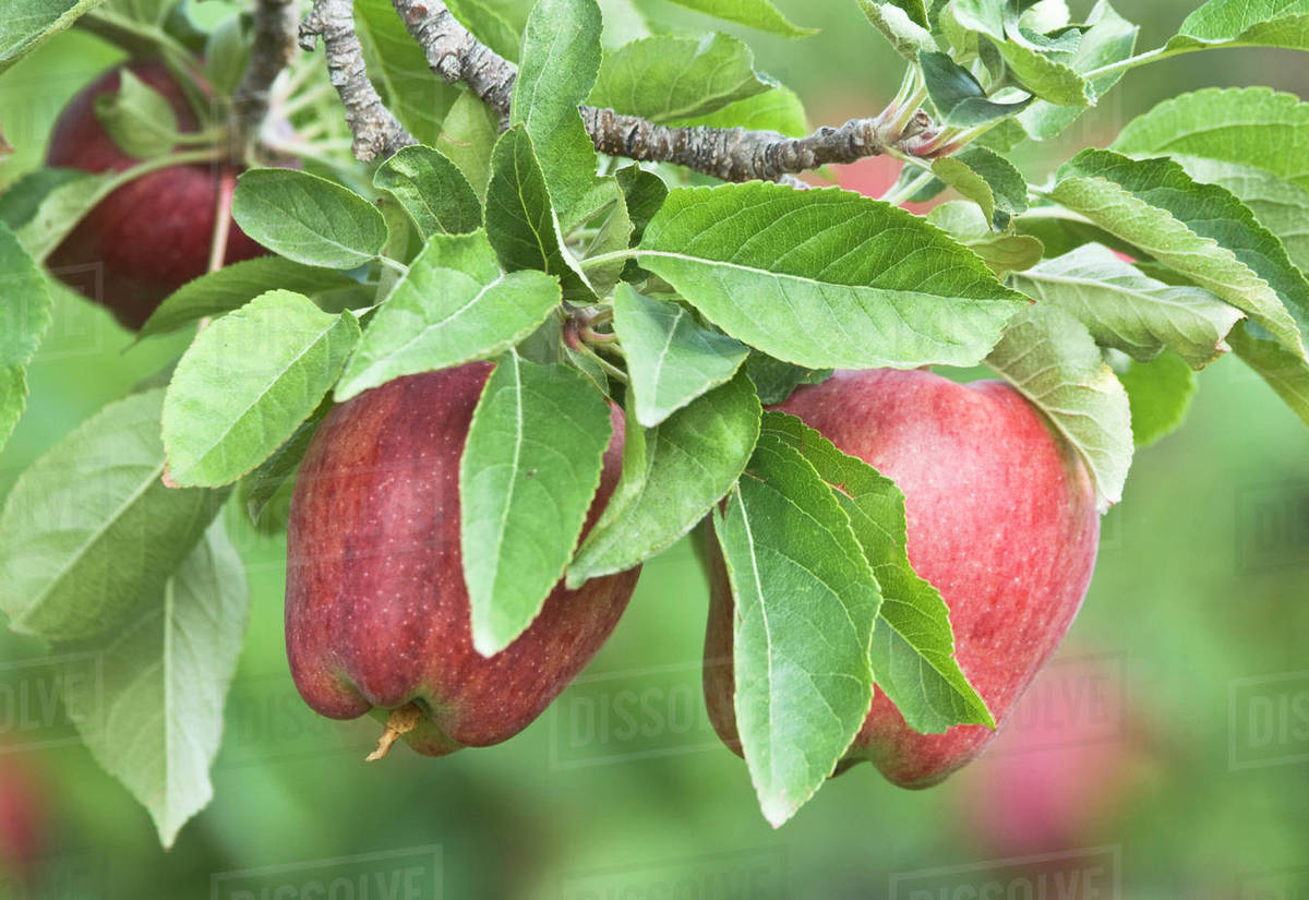 USA, WA, Lake Chelan, Red Delicious Apples Ripe for Harvest (Selective ...