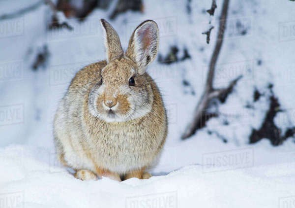 Wyoming, Sublette County, Nuttall's Cottontail Rabbit in snow ...