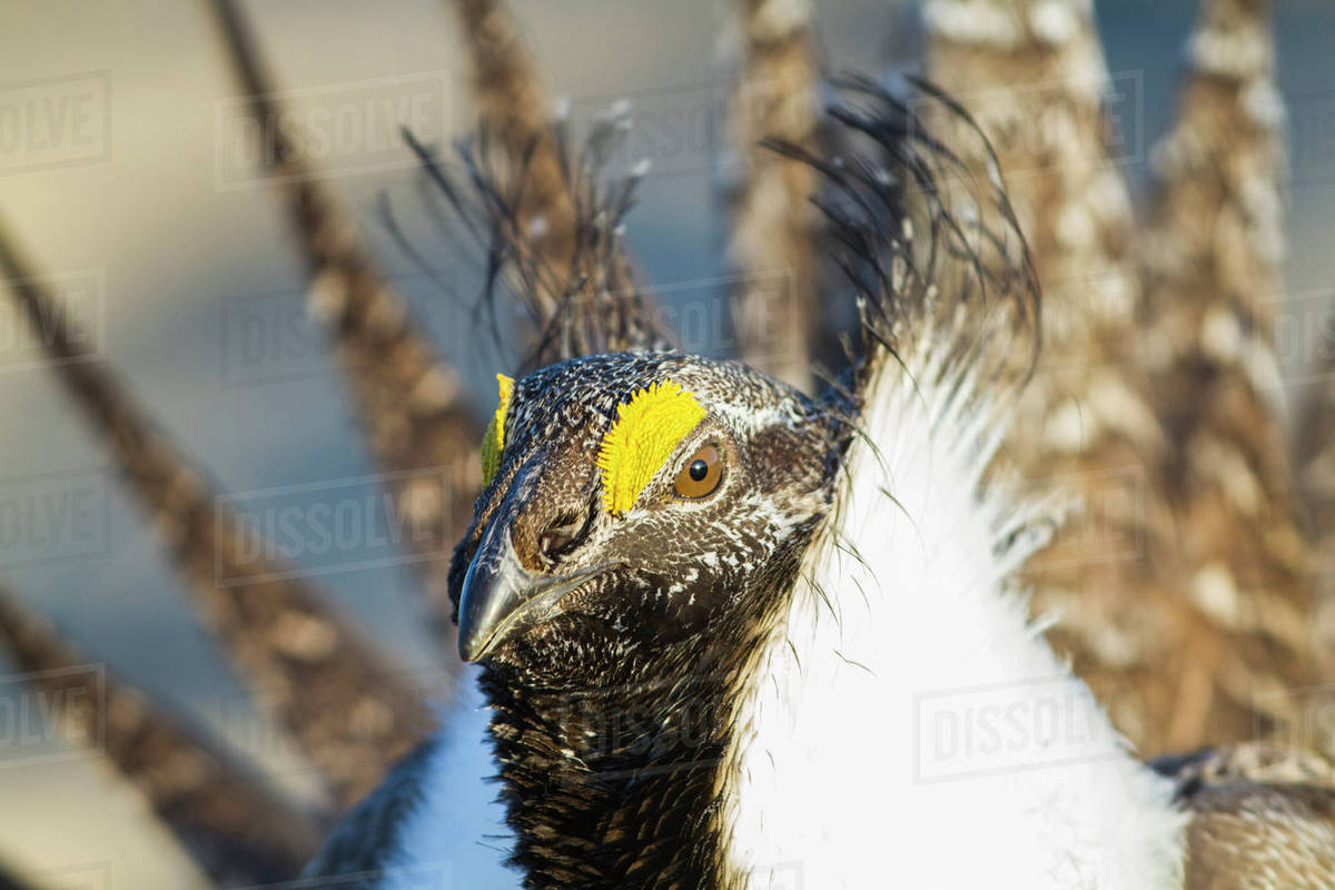 Wyoming, Sublette County, Greater Sage Grouse head shot - Royalty-free ...