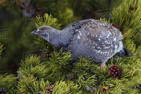 Dusky (blue) Grouse - Royalty-free Stock Photo | Dissolve