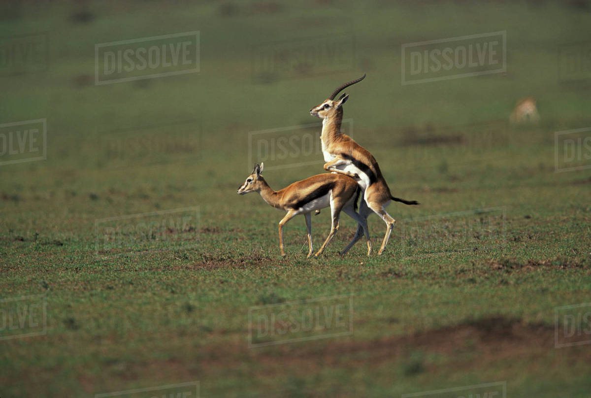 Kenya, Masai Mara Game Reserve. Thomson's Gazelles mating (Gazella ...