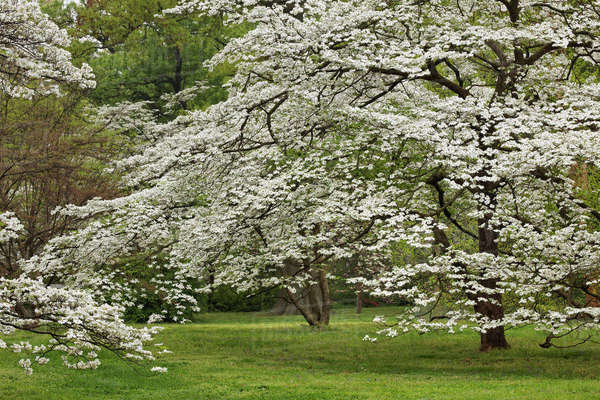 USA, Kentucky. View upward through white flowering dogwood trees in ...