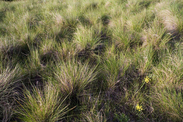 Bluebunch wheatgrass in the spring in the palouse prairie grasslands ...