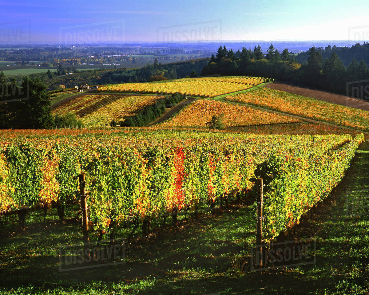 USA, Oregon, Willamette Valley. Autumn vineyards on the Red Hills ...