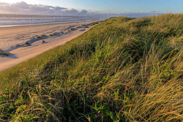 Sand dunes and Pacific Ocean in the Oregon Dunes National Recreation ...