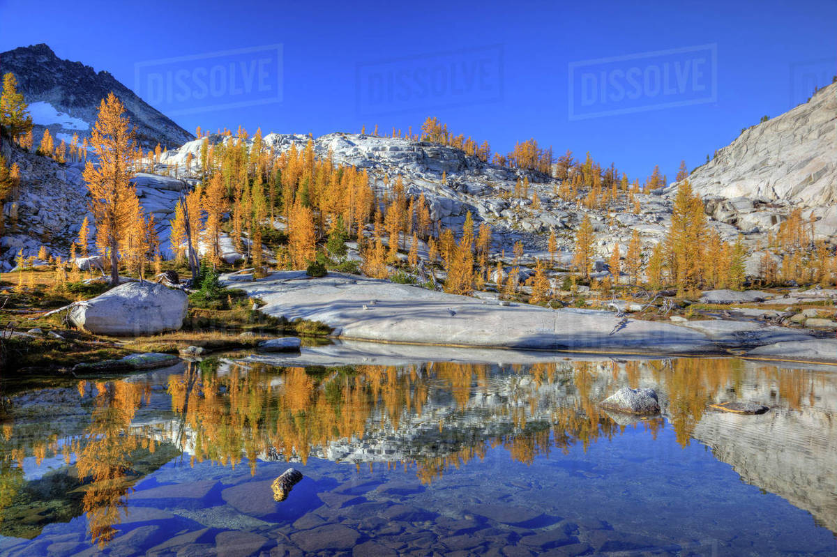 WA, Alpine Lakes Wilderness, Enchantment Lakes, Golden Larch trees at ...