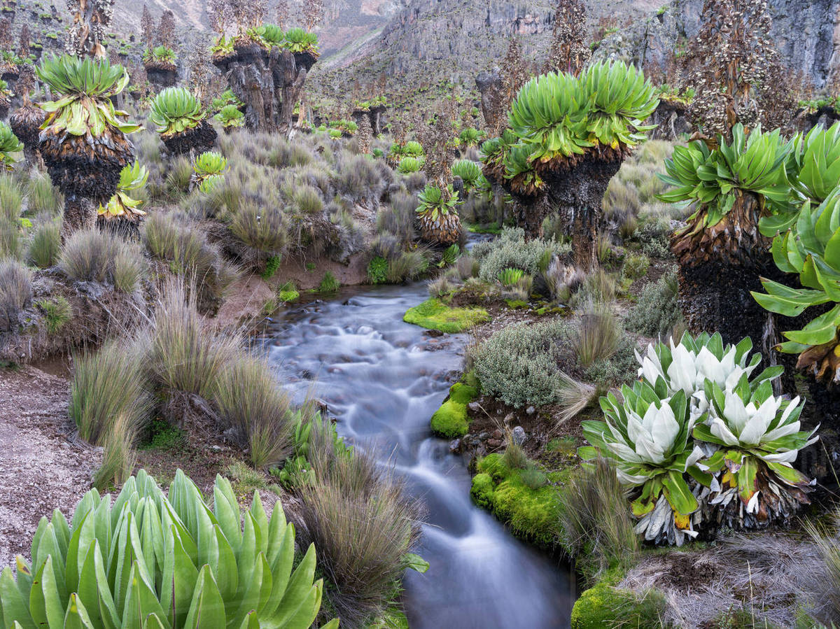 Giant Groundsel or Dendrosenecio (senecio keniodendron) in the Mount ...