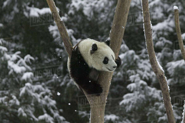 Panda cub playing on tree in snow, Wolong, Sichuan, China - Stock Photo ...