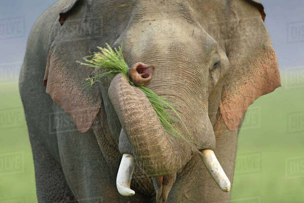 Indian / Asian Elephant displaying food,Corbett National Park ...