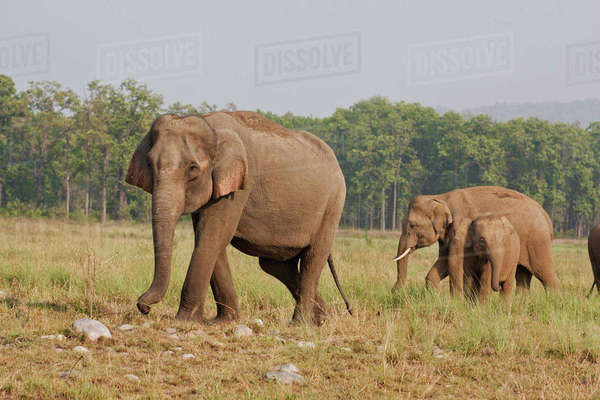 Indian Asian Elephants in the grassland, Corbett National Park, India ...