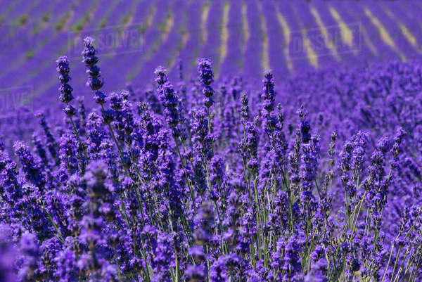 Lavender farm, Furano, Hokkaido Prefecture, Japan - Stock Photo - Dissolve