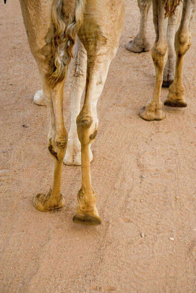 Camels Hooves