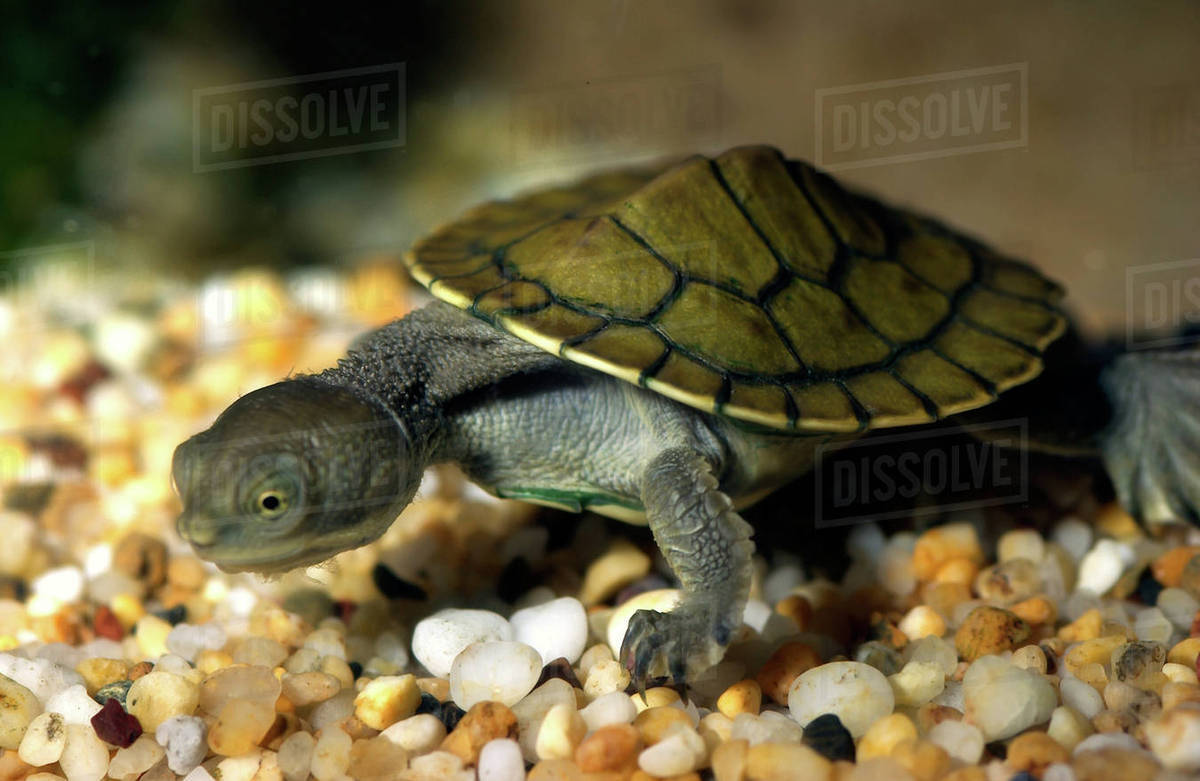 Peterskinner0204.tif/nAustralia, native turtle, juvenile Macquarie ...