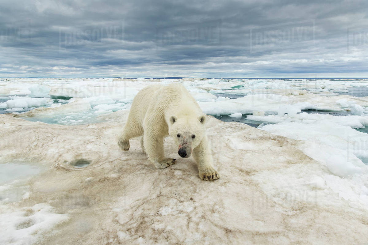 Canada, Nunavut Territory, Repulse Bay, Polar Bear (Ursus Arctos) walking across sea ice in ...