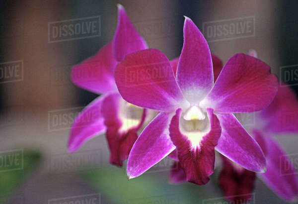 Central America, Costa Rica, Purple Orchid - Stock Photo - Dissolve