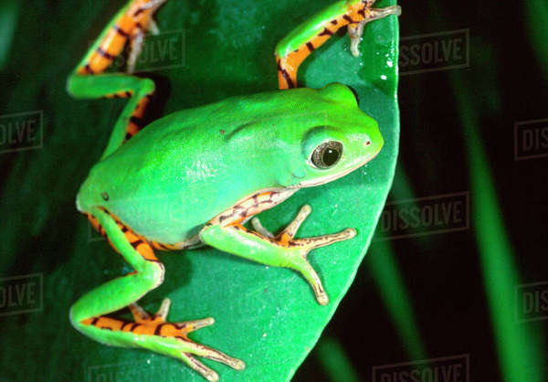 Tiger Leg Monkey Frog, Phyllomedusa hypochondrialis, Native to Peru ...