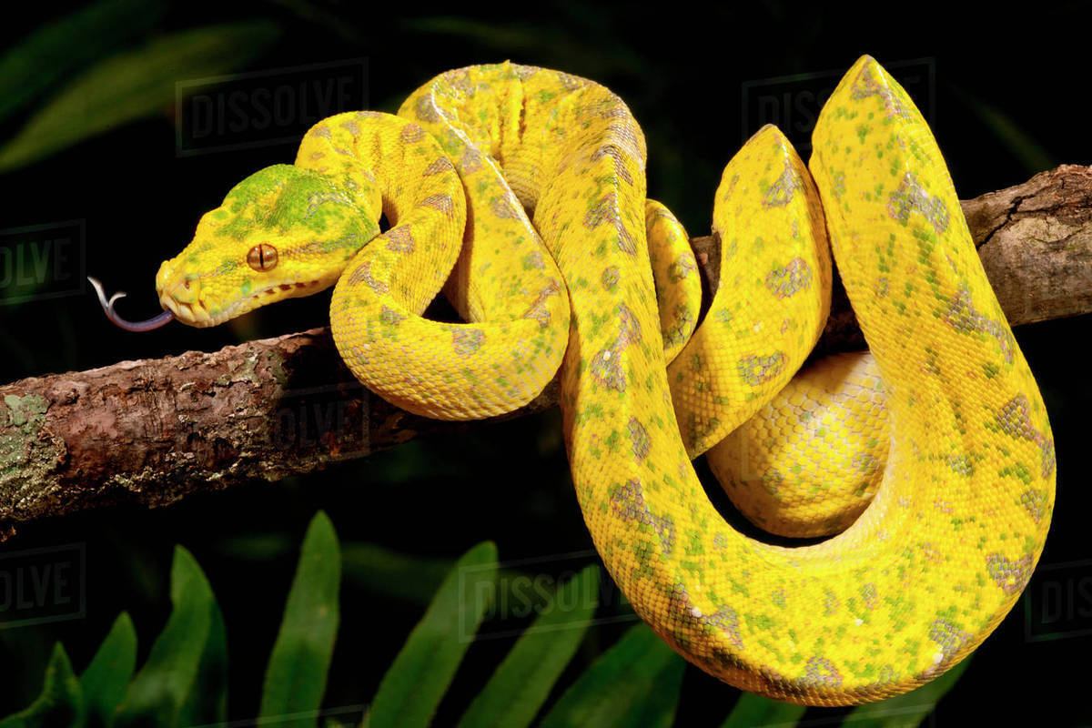 Green Tree Python, Morelia (Chondropython) viridis, Native to New ...
