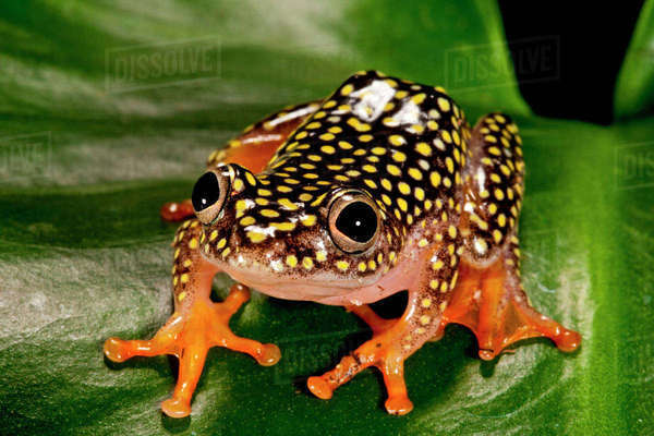 Starry Night Reed Frog, Heterixalus alboguttatus, Native to Madagascar ...