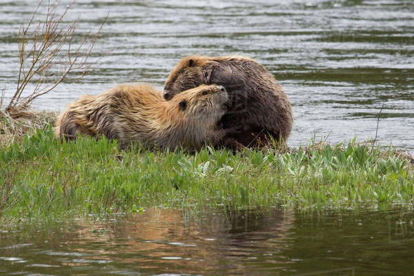 Beaver pair grooming one another - Stock Photo - Dissolve