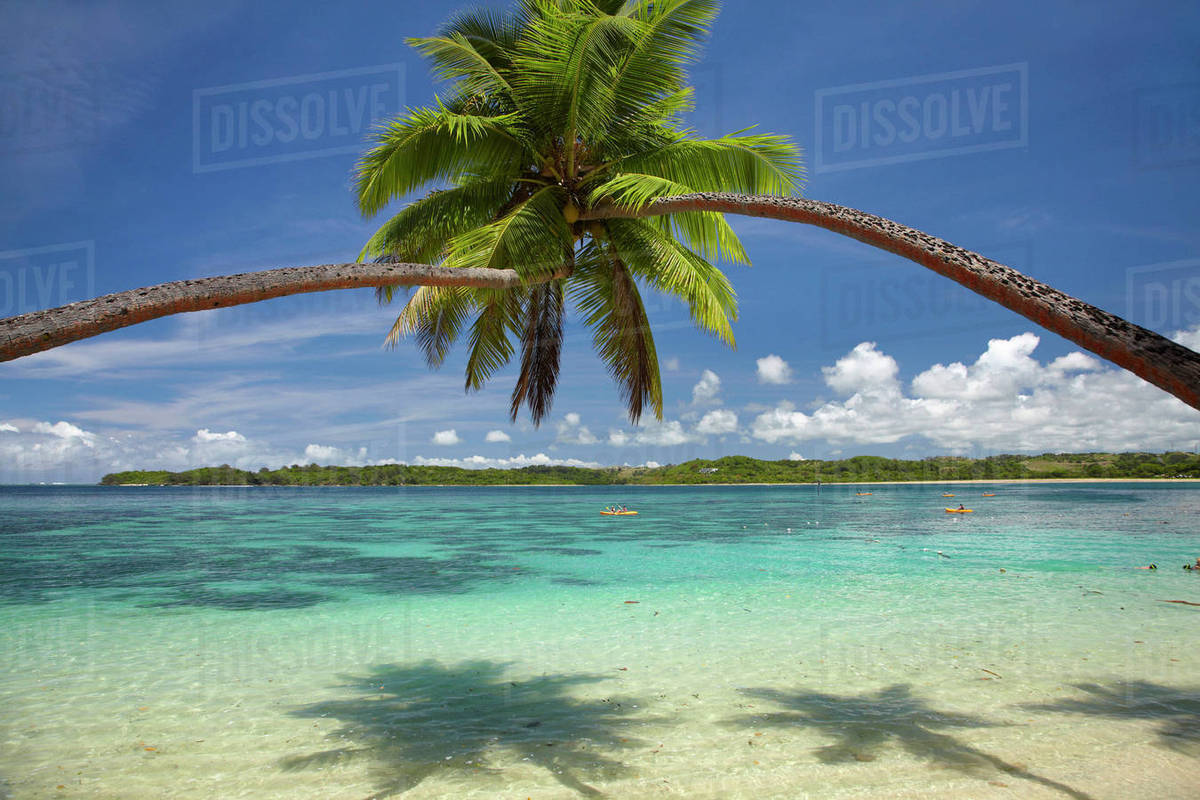 Palm trees, Shangri-La Fijian Resort, Yanuca Island, Coral Coast, Viti ...