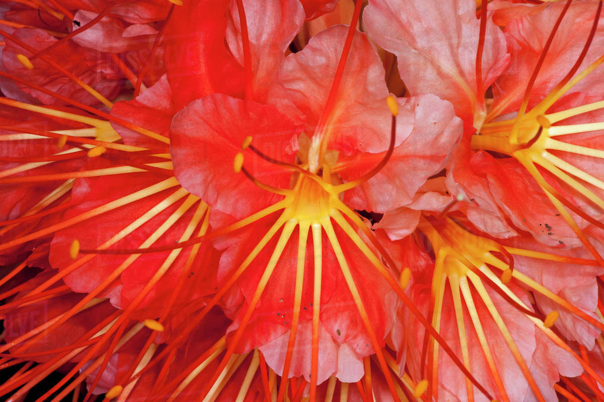 Rainforest Plants And Flowers Of Brunei Darussalam | Best Flower Site