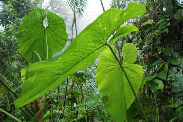 Large leaves in the rainforest, Bella Vista Birding Lodge, Tandayapa ...