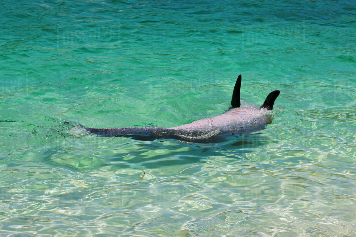 Dolphin in the ocean, belly up, Roatan Island, Honduras - Stock Photo ...