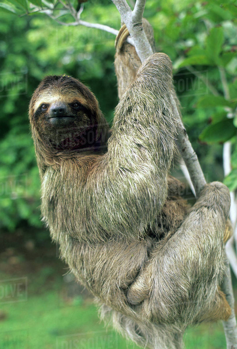 Three-toed sloth (Bradypus variegatus) Mother & baby, Corcovado ...