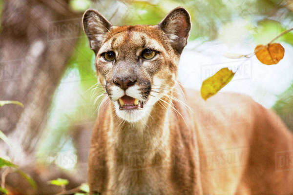 Costa Rica, Guanacaste Province, Captive Puma (Puma concolor) at Las ...