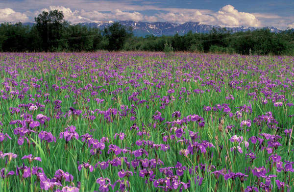 North America, USA, Alaska, Anchorage, Eklutna Flats, Iris flowers ...