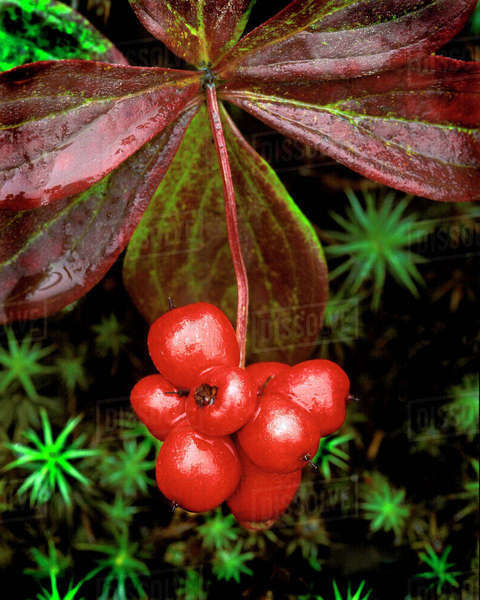 USA, Alaska, Denali National Park. Detail of leaves and bright red ...