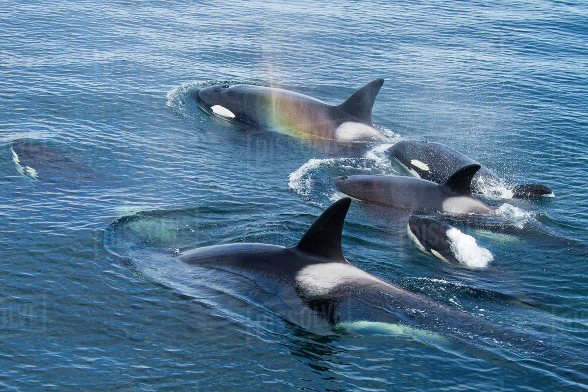 North America, USA, Alaska, Frederick Sound, Orca, Orcinus orca, pod ...