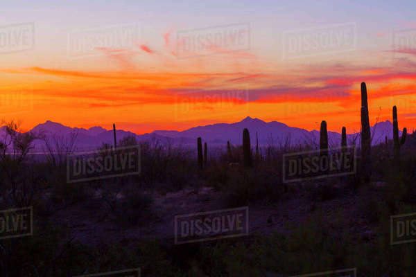 USA, Arizona, Tucson. Desert sunset in Saguaro National Park. - Stock ...