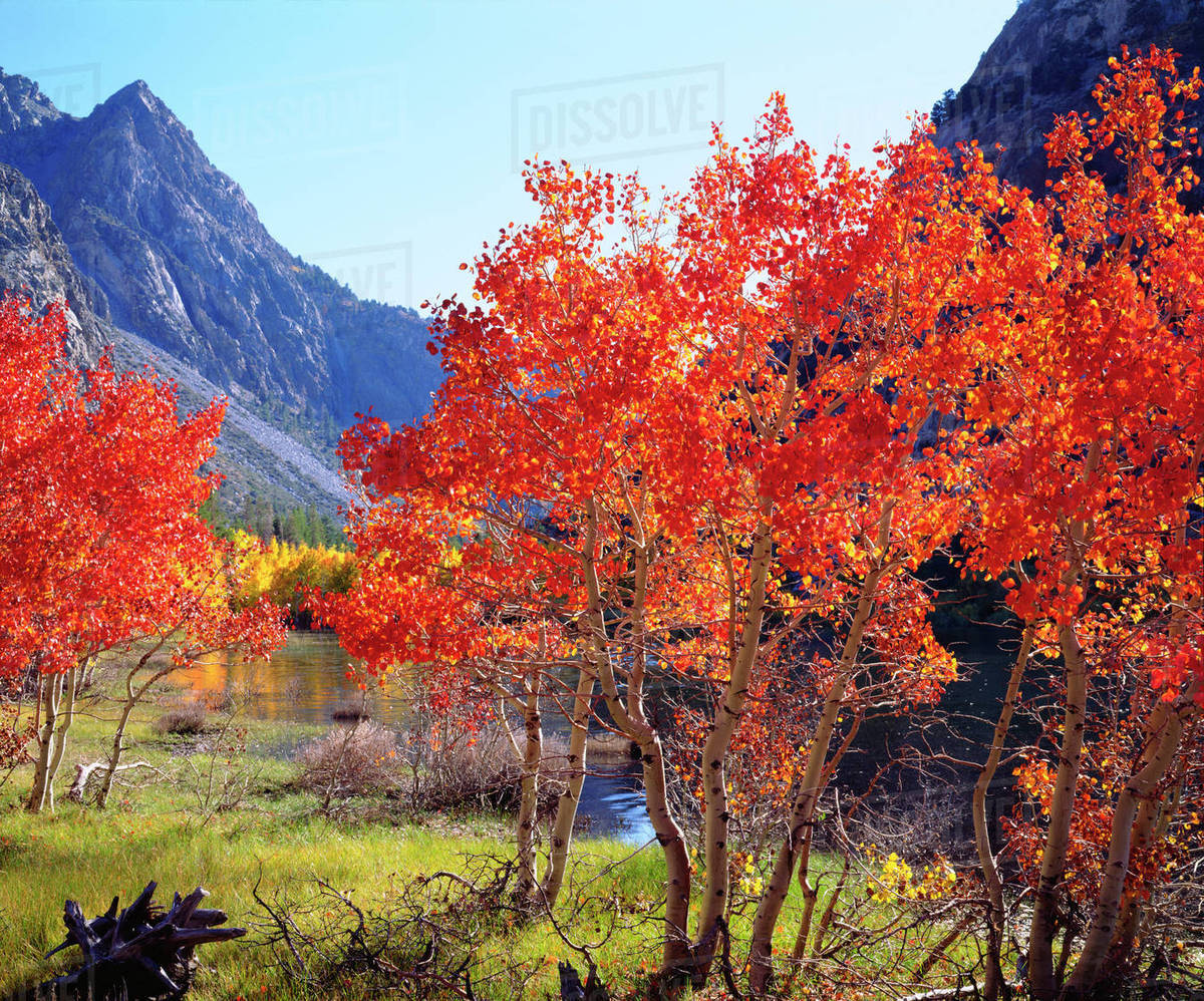 USA, California, Sierra Nevada Mountains. Autumn in the Sierras with ...