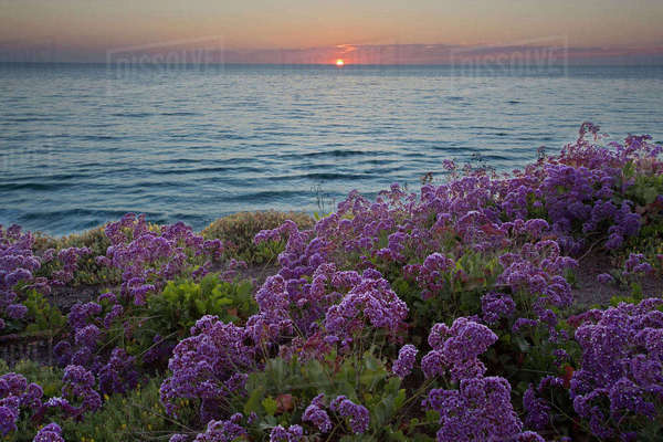 USA, California, Del Mar Coast, flowers at sunset - Stock Photo - Dissolve