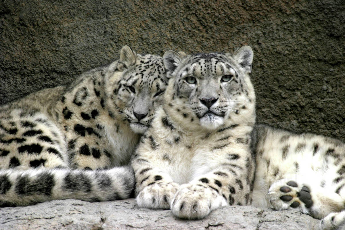 Mother and Son, Snow Leopard (Panthera uncia) Sacramento Zoo, CA, USA ...