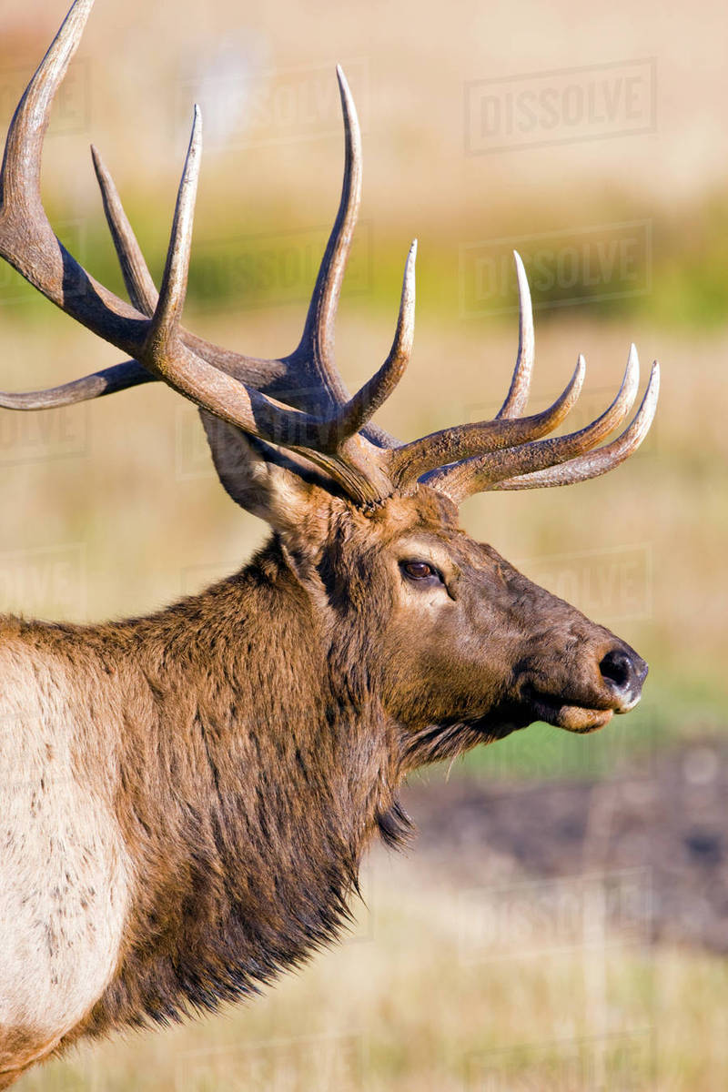 USA, Colorado, Rocky Mountain National Park. Close-up of bull elk with ...