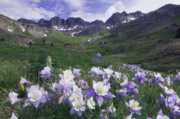 Mountains and wildflowers in alpine meadow, Blue Columbine, Colorado ...
