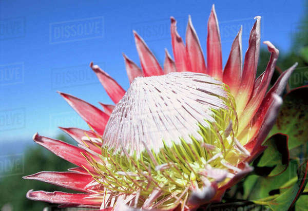 Protea Flower Maui Hawaii - Stock Photo - Dissolve